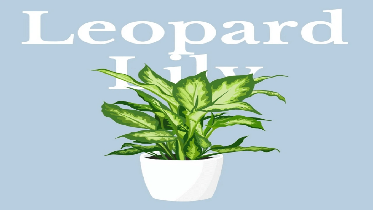 Leopard Lily Plant Care Guide for Beginners | السعودية